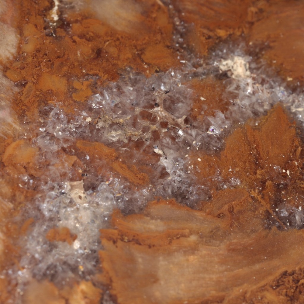 Petrified Wood 9" x 1/4" - Celestial Earth Minerals