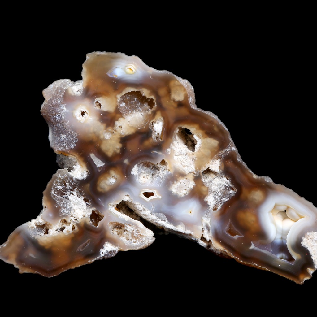 Agatized Coral 2" X 4.5" - Celestial Earth Minerals