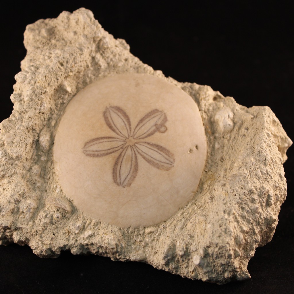 Scutella SAND DOLLAR FOSSIL - Celestial Earth Minerals