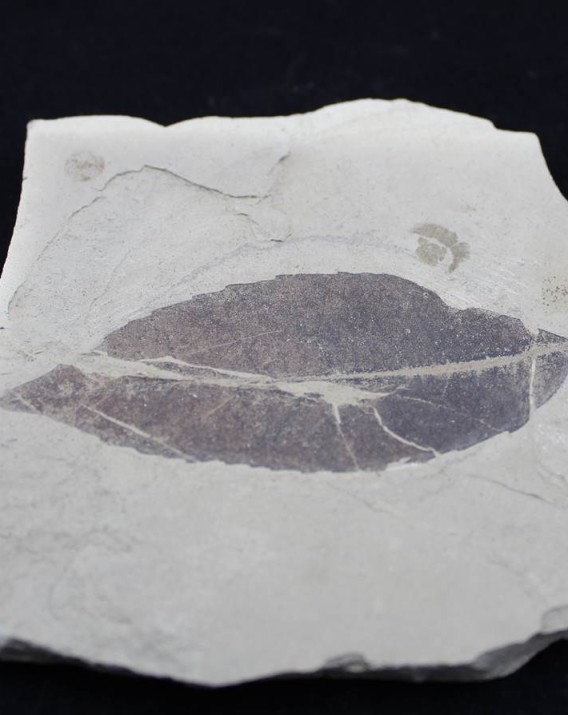 Leaf Fossil Specimen